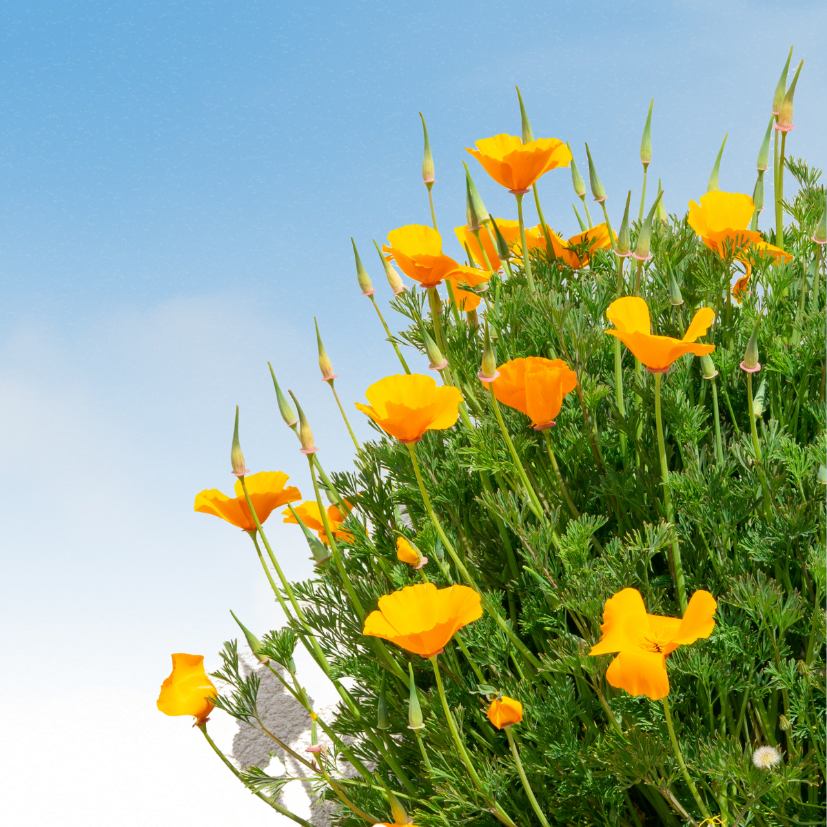 General Guidance Materials » California Water Efficiency Partnership